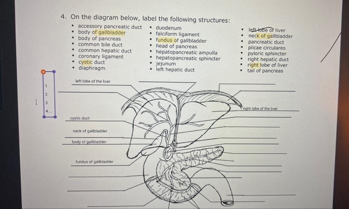 4. On the diagram below, label the following | Chegg.com