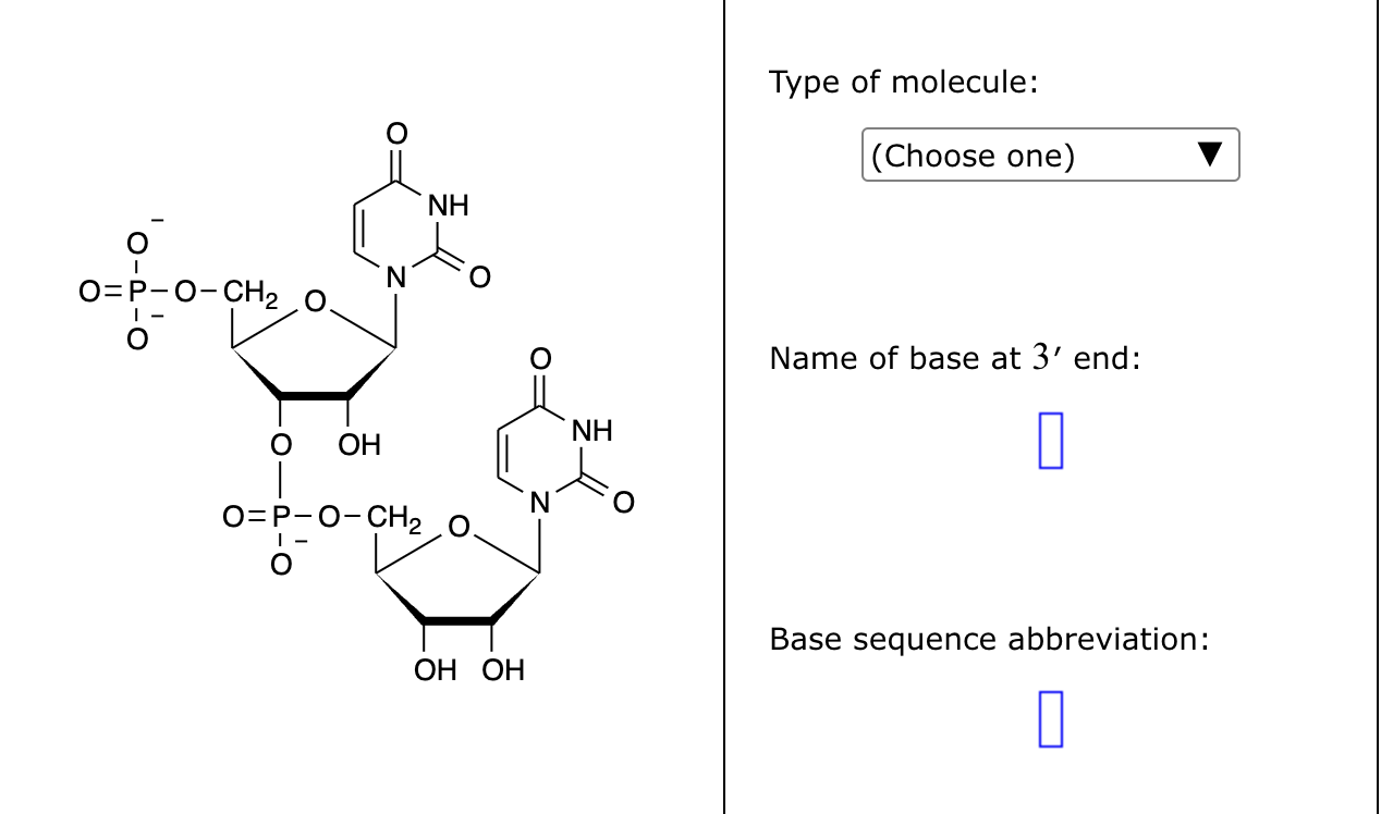 Solved Type of molecule:Name of base at 3' ﻿end:Base | Chegg.com