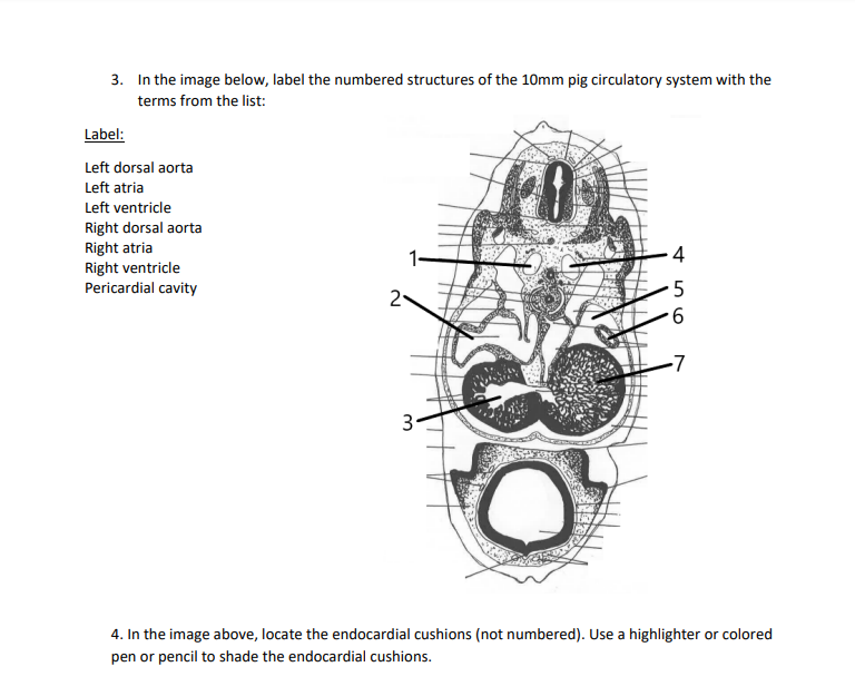 Solved In the image below, label the numbered structures of | Chegg.com