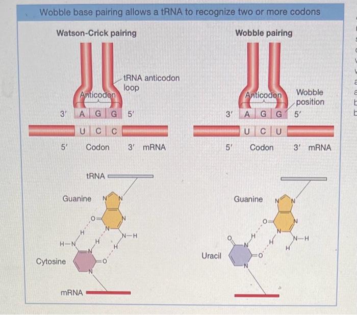 In Figure 9-13 and Table 9-1 , what codons are | Chegg.com