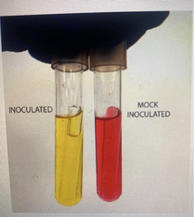 Solved Below is a photo of an uninoculated phenol red broth. | Chegg.com