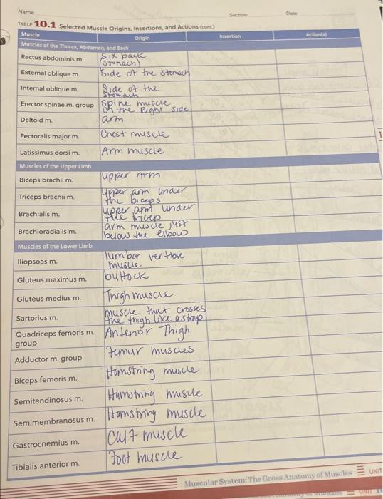 Solved 10-2 Muscle Origins, Insertions, and Actions | Chegg.com