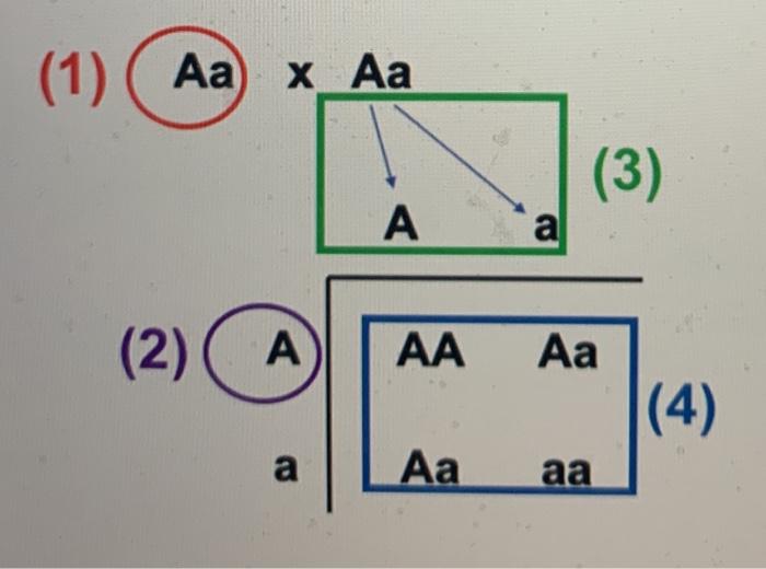 Solved Mendel's Law of ["independent segregation", "random | Chegg.com