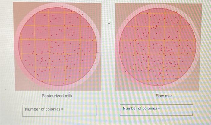 Solved a) Count the number of bacterial colonies in each | Chegg.com