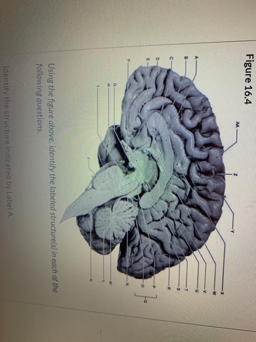 Solved Figure 16.4 AA C to Using the figure above, identify | Chegg.com