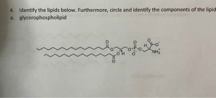 Solved 4. Identify the lipids below. Furthermore, circle and | Chegg.com