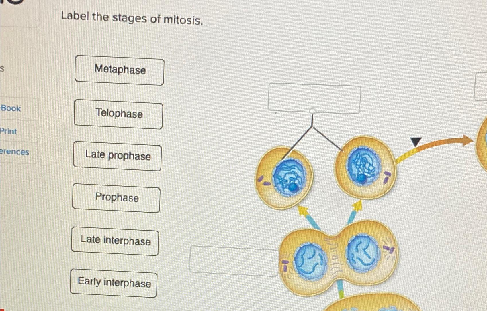 Solved Label the stages of mitosis.Late prophaseLate | Chegg.com