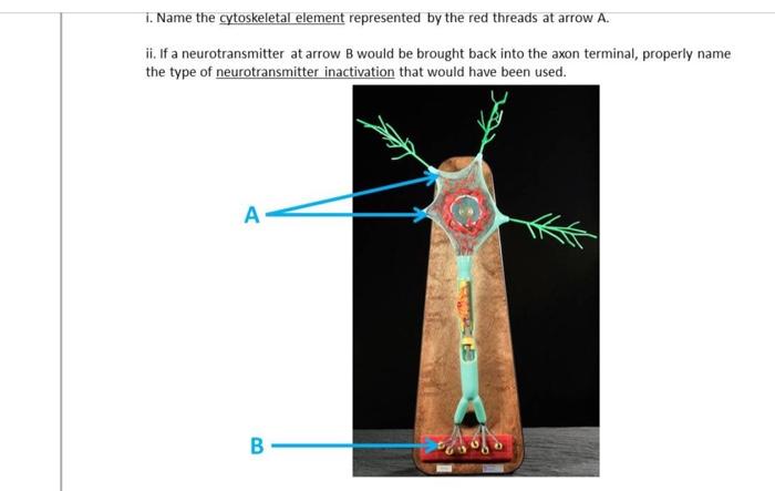 Solved 1. Name the cytoskeletal element represented by the | Chegg.com