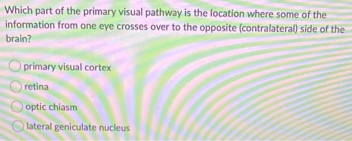 Solved Which Part Of The Primary Visual Pathway Is The