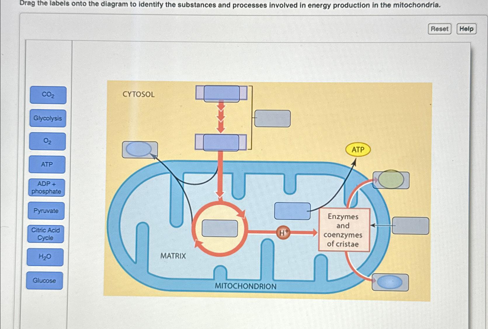 Solved Drag the labels onto the diagram to identify the | Chegg.com