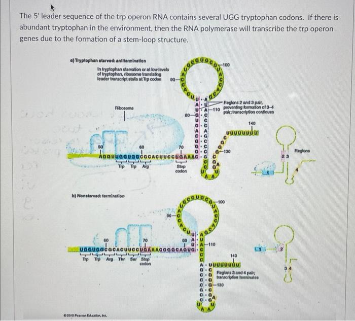 Solved The 5 ' leader sequence of the trp operon RNA | Chegg.com