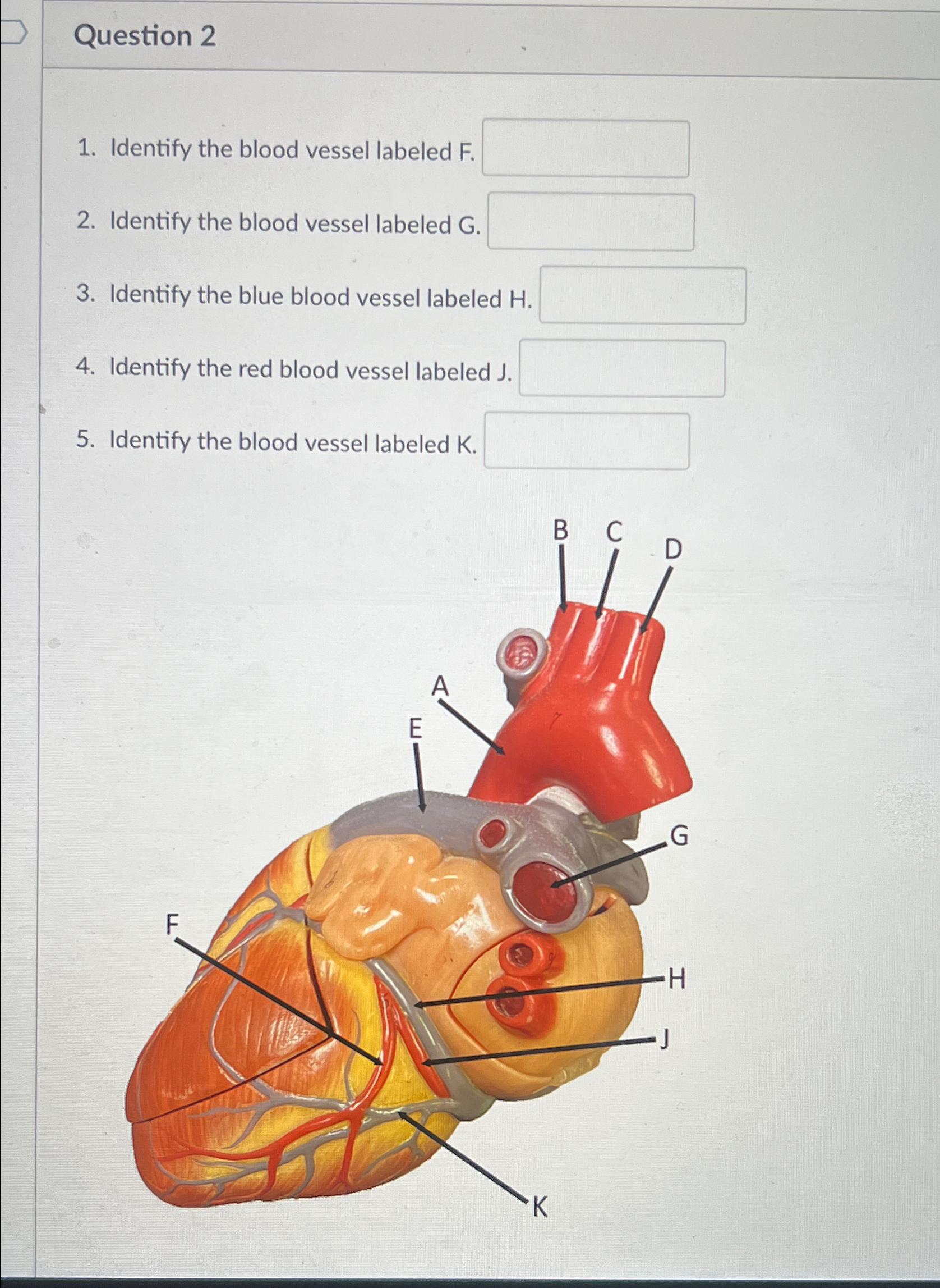 Solved Question 2Identify the blood vessel labeled | Chegg.com