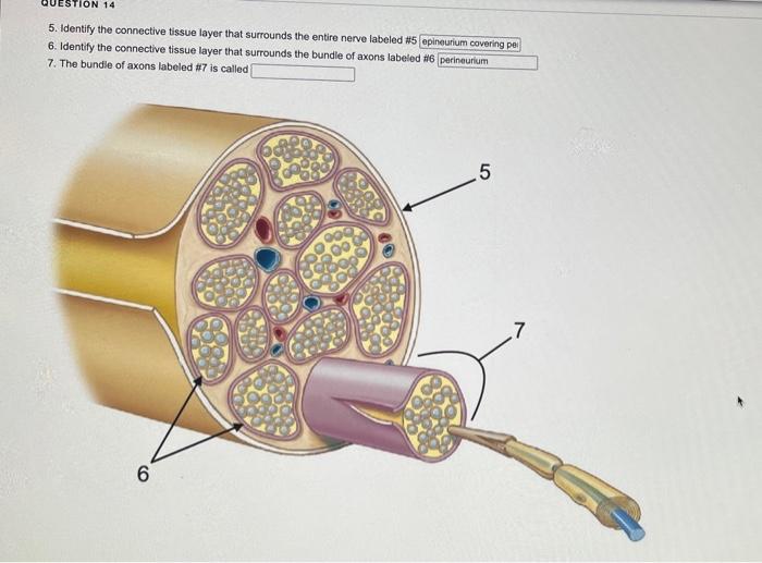 Solved TION 14 5. Identify the connective tissue layer that | Chegg.com Solved TION 14 5. Identify the connective tissue layer that | Chegg.com