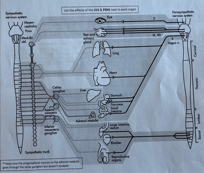 Solved List the effects of the SNS \& PSNS next to each | Chegg.com