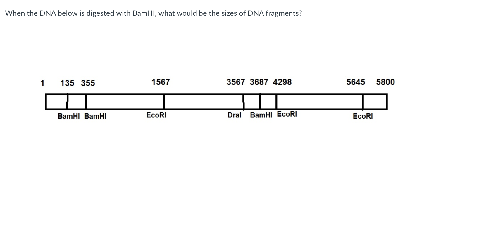Solved When the DNA below is digested with BamHI, what would | Chegg.com