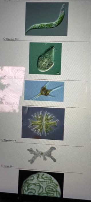 Solved 1. What are the similarities and differences between | Chegg.com