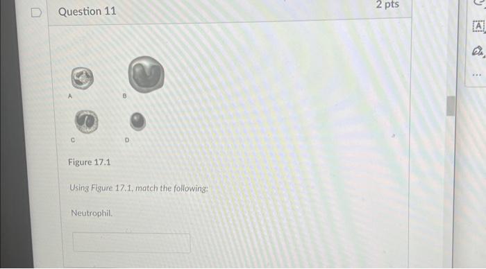 Solved Using Figure 17.1, match the following: Neutrophil. | Chegg.com Solved Using Figure 17.1, match the following: Neutrophil. | Chegg.com