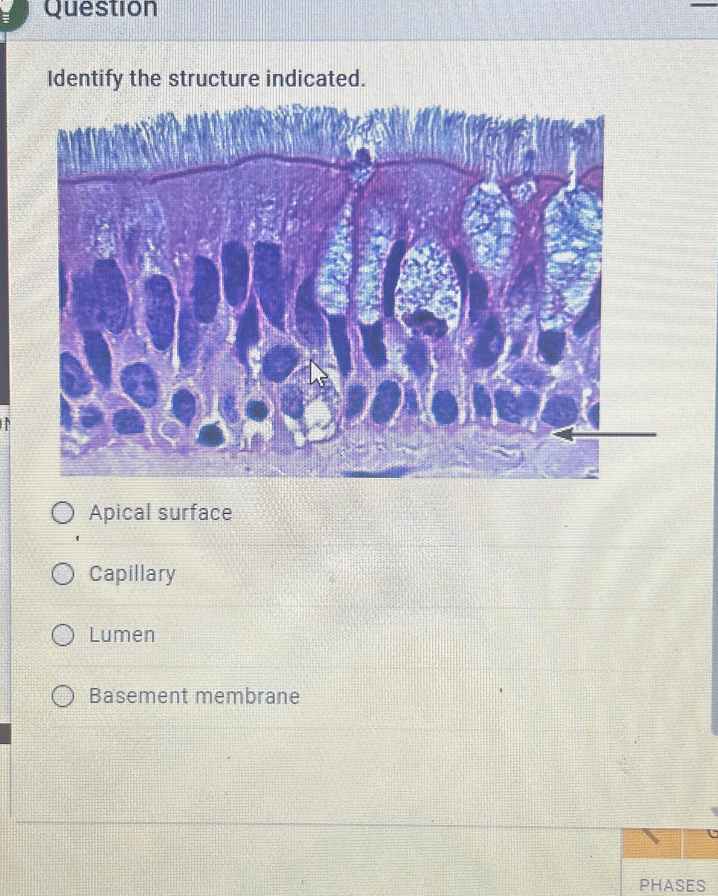 Solved QuestionIdentify the structure indicated.Apical | Chegg.com