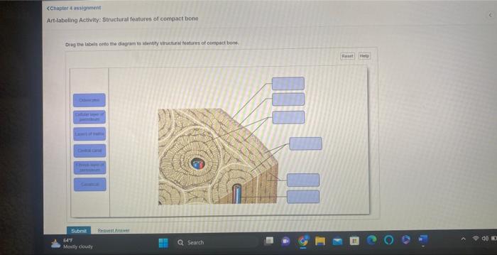 Solved Art-labeling Activity: structural features of compact | Chegg.com Solved Art-labeling Activity: structural features of compact | Chegg.com