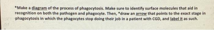 Solved *Make a diagram of the process of phagocytosis. Make | Chegg.com