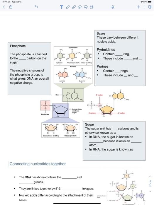 Solved Connecting nucleotides together - The DNA backbone | Chegg.com