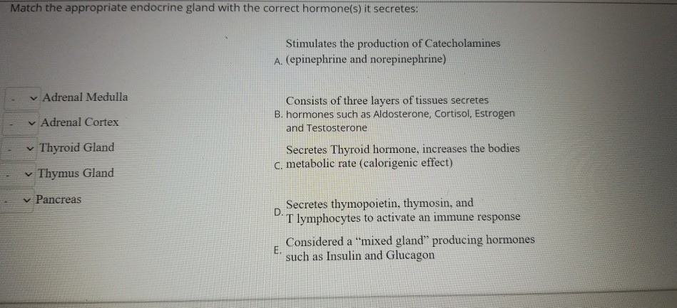 Solved Match the appropriate endocrine gland with the | Chegg.com