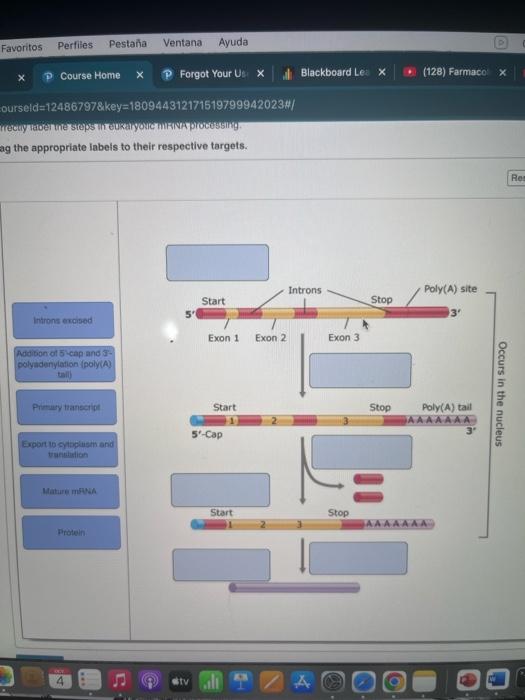 Solved Drag the labels onto the diagram to identify how | Chegg.com