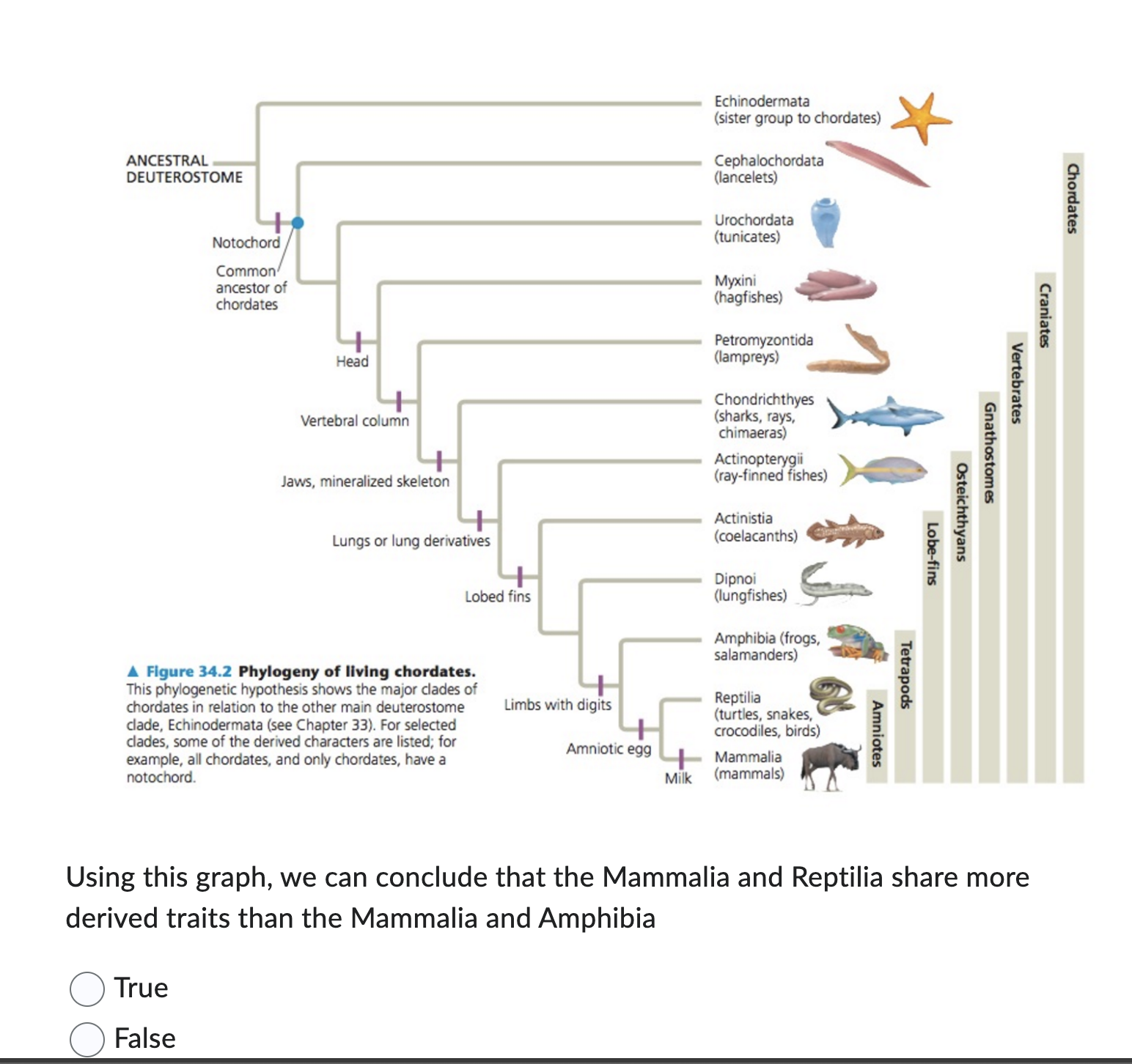 Solved Δ ﻿Figure 34.2 ﻿Phylogeny of living chordates.This | Chegg.com