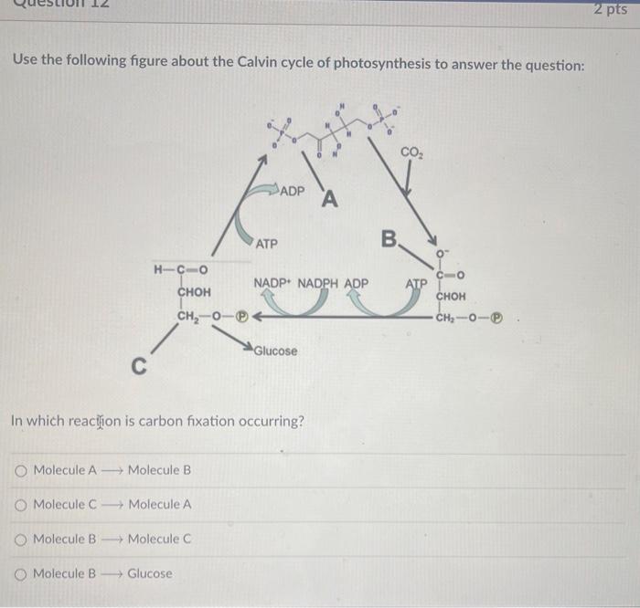 Solved Use the following figure about the Calvin cycle of | Chegg.com