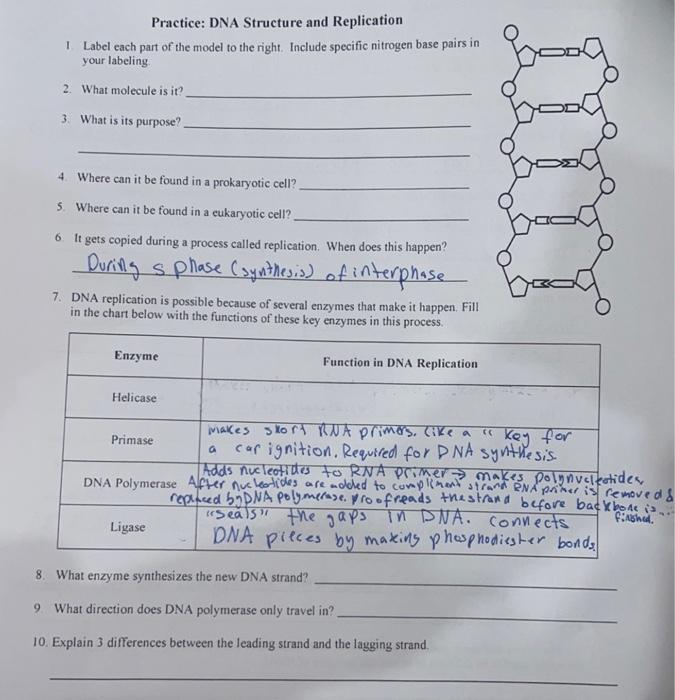 Solved I. Label each part of the model to the right. Include | Chegg.com
