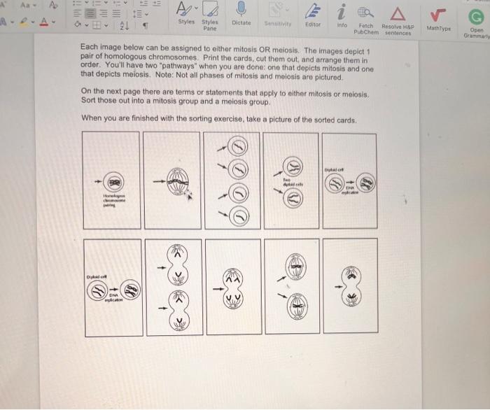 Solved Model out the phases of the cell cycle using the | Chegg.com