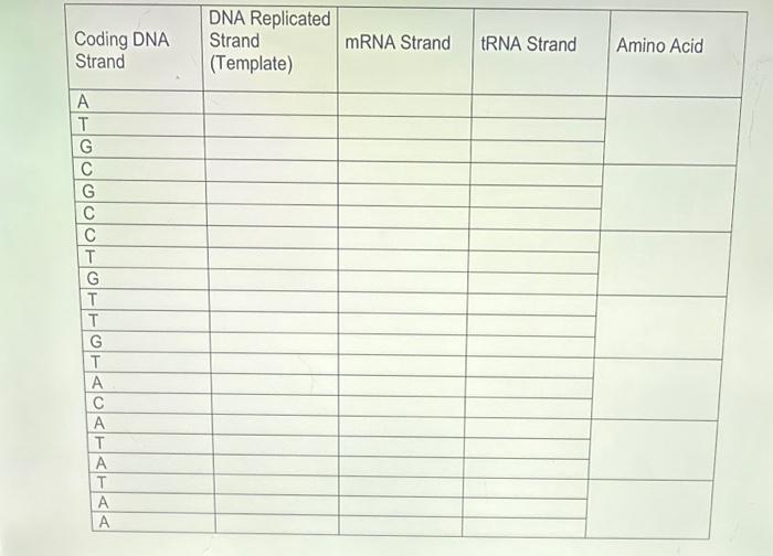 Solved Part I: DNA and RNA The model on the left side of the | Chegg.com