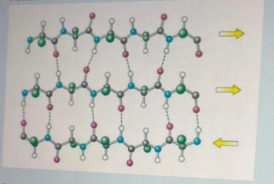 Solved Antiparallel B sheets Parallel B sheets Collagen | Chegg.com