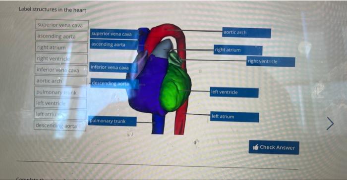 Solved Label structures in the heart | Chegg.com Solved Label structures in the heart | Chegg.com
