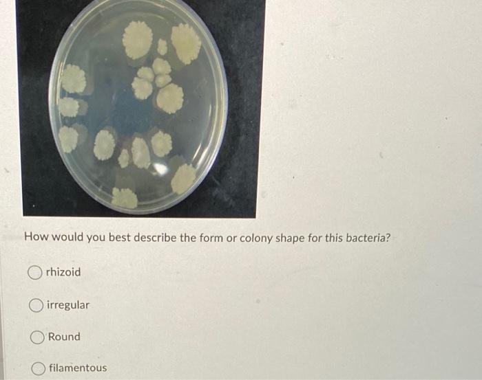 Solved How would you best describe the form or colony shape | Chegg.com