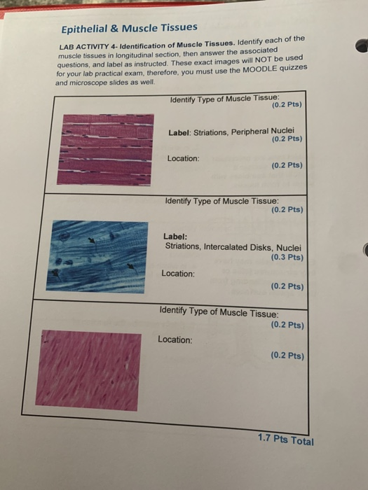 Epithelial & Muscle Tissues LAB ACTIVITY 4- | Chegg.com Epithelial & Muscle Tissues LAB ACTIVITY 4- | Chegg.com