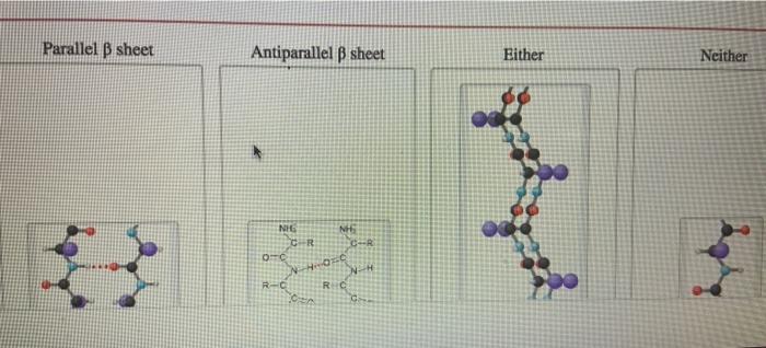 Parallel β sheet Antiparallel β sheet Either Neither | Chegg.com