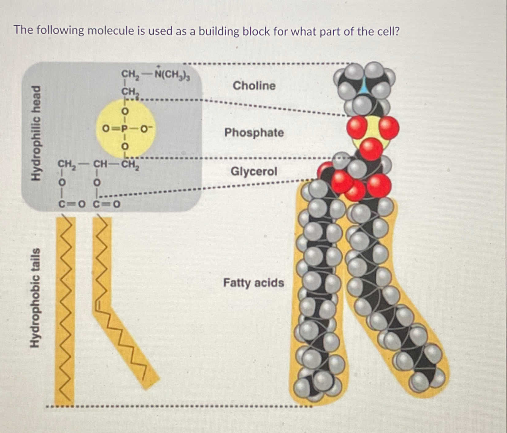 Solved The following molecule is used as a building block | Chegg.com