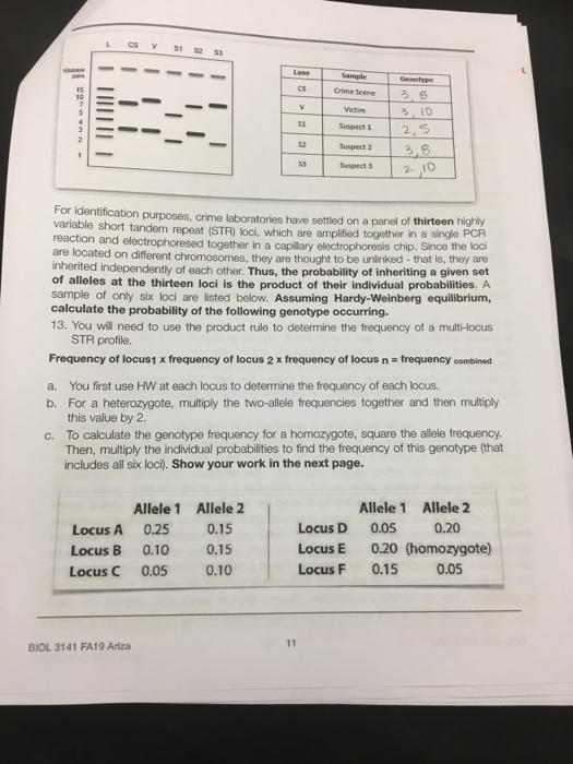31 Genotype Crime Scene Vict 3,8 3,10 1 2,5 Suspect | Chegg.com