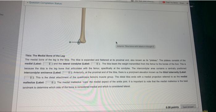 Solved QUESTION 9 Labeling Pre-Lab: Tibia Bone Tibia: The | Chegg.com