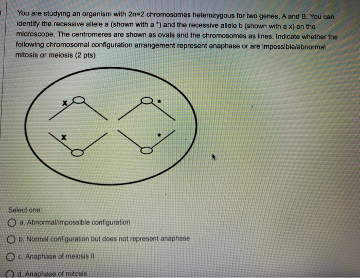 Solved You are studying an organism with 2n=2 chromosomes | Chegg.com