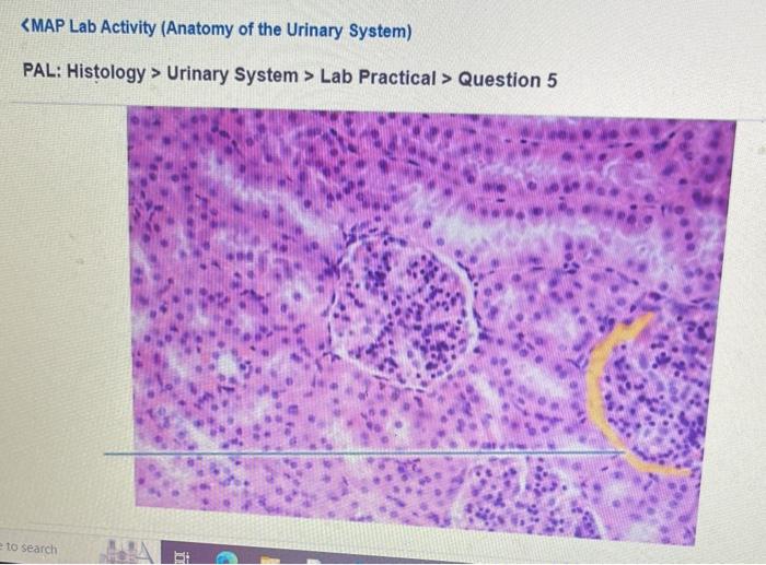 Solved PAL: Histology > Urinary System > Lab Practical > | Chegg.com