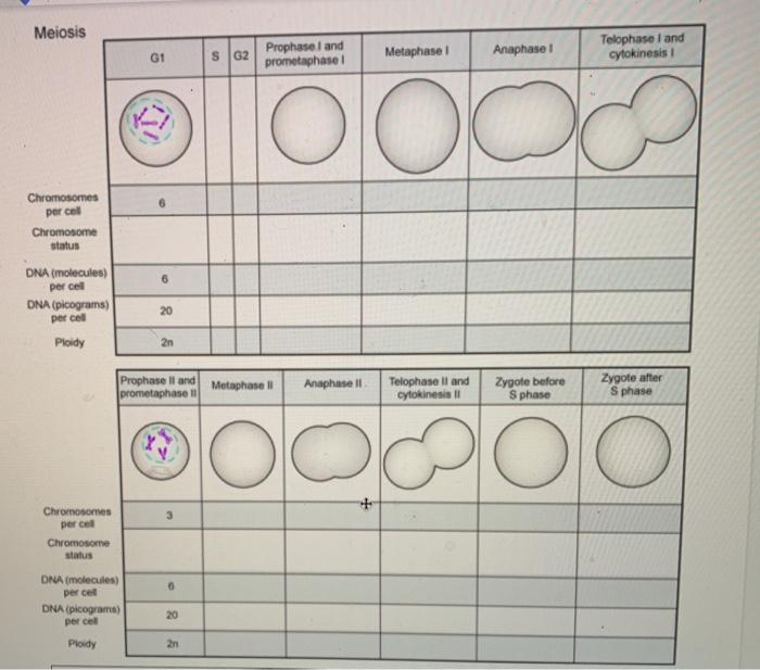 Solved Meiosis G1 Prophase 1 and prometaphase 1 S 62 | Chegg.com