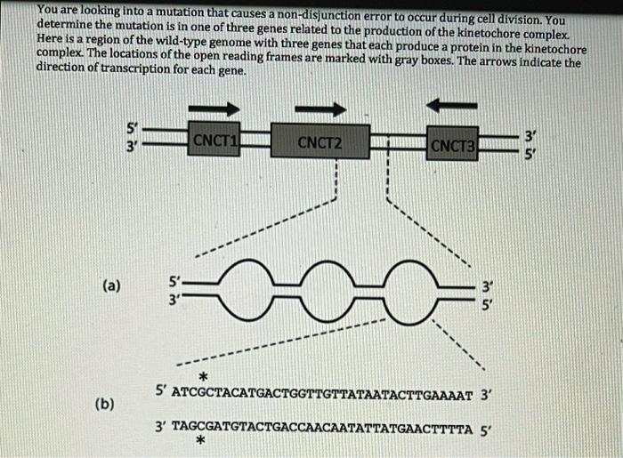 Solved 1. Questions 1-5 will focus in the gene labeled CNCT2 | Chegg.com