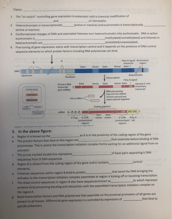 Solved Name: 1. The "on switch controlling gene expression | Chegg.com