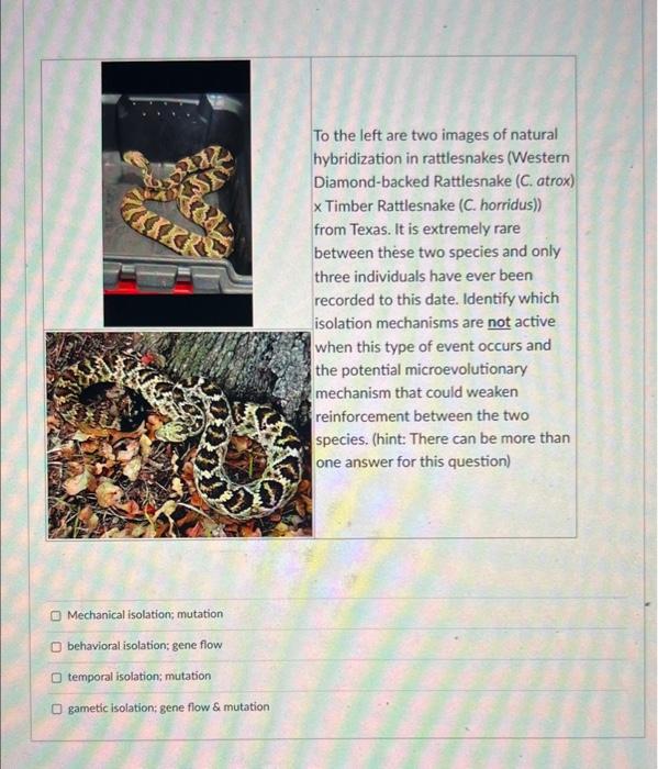 Solved To the left are two images of natural hybridization | Chegg.com