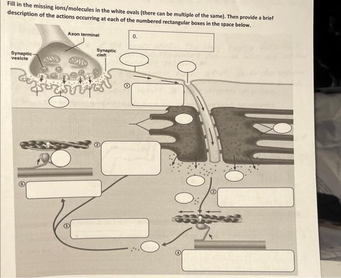 Solved Fill in the missing ions/molecules in the white ovals | Chegg.com
