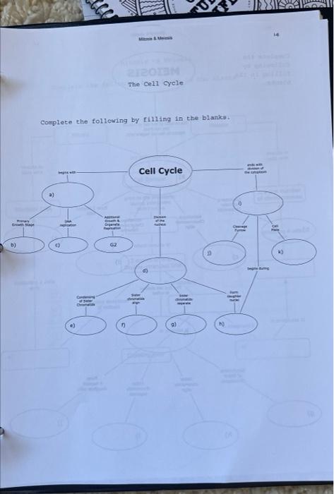 The cell Cycle Complete the following by filling in | Chegg.com