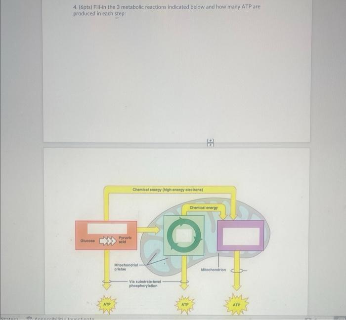 Solved 4. (6pts) Fili-in the 3 metabolic reactions indicated | Chegg.com