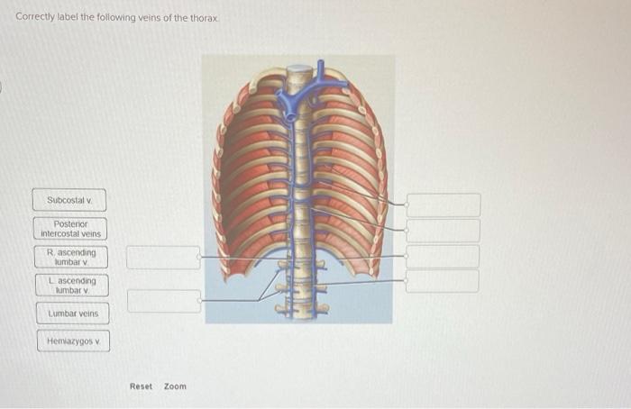 Solved Correctly label the following veins of the thorax | Chegg.com